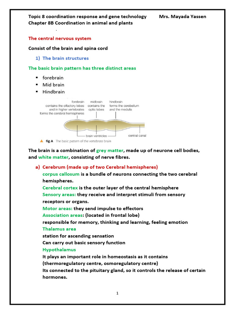 Al Unit 5topic 8B Coordination in Animal and Plants | PDF | Autonomic Nervous System ...