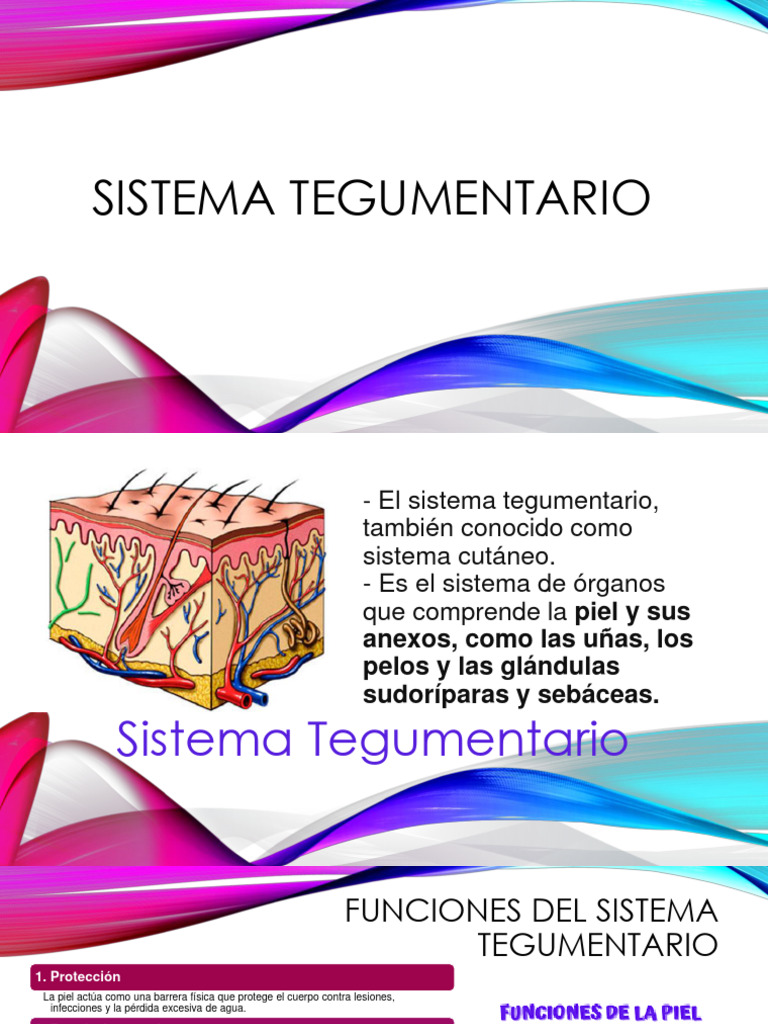 Sistema tegumentario | PDF | Piel | Sistema tegumentario