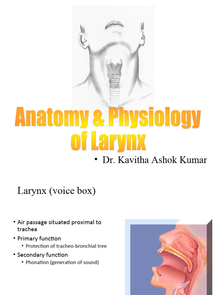 Anatomy and Functions of the Larynx | PDF | Larynx | Anatomy