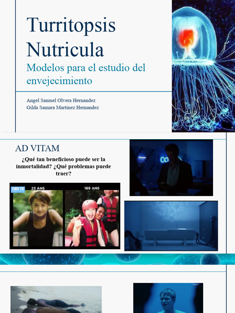Turritopsis Nutricula | PDF | Biología Celular) | Biología
