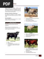 Official List of Breed Codes For Bovine: Beef Breeds | PDF | Livestock | Mammal Breeds