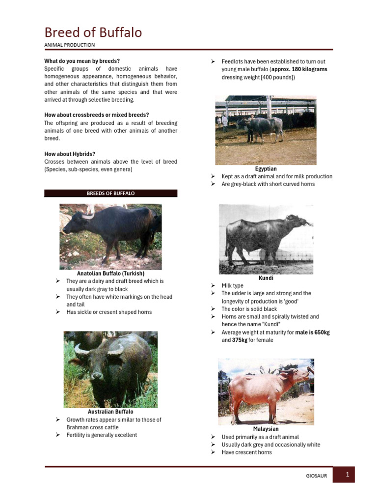 Buffalo Breeds Animal Prod | PDF | Milk | Ethnobiology