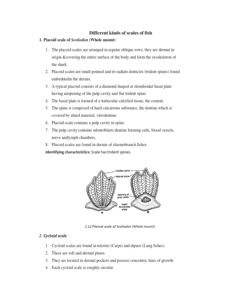 Types of Fish Scales | Download Free PDF | Fish