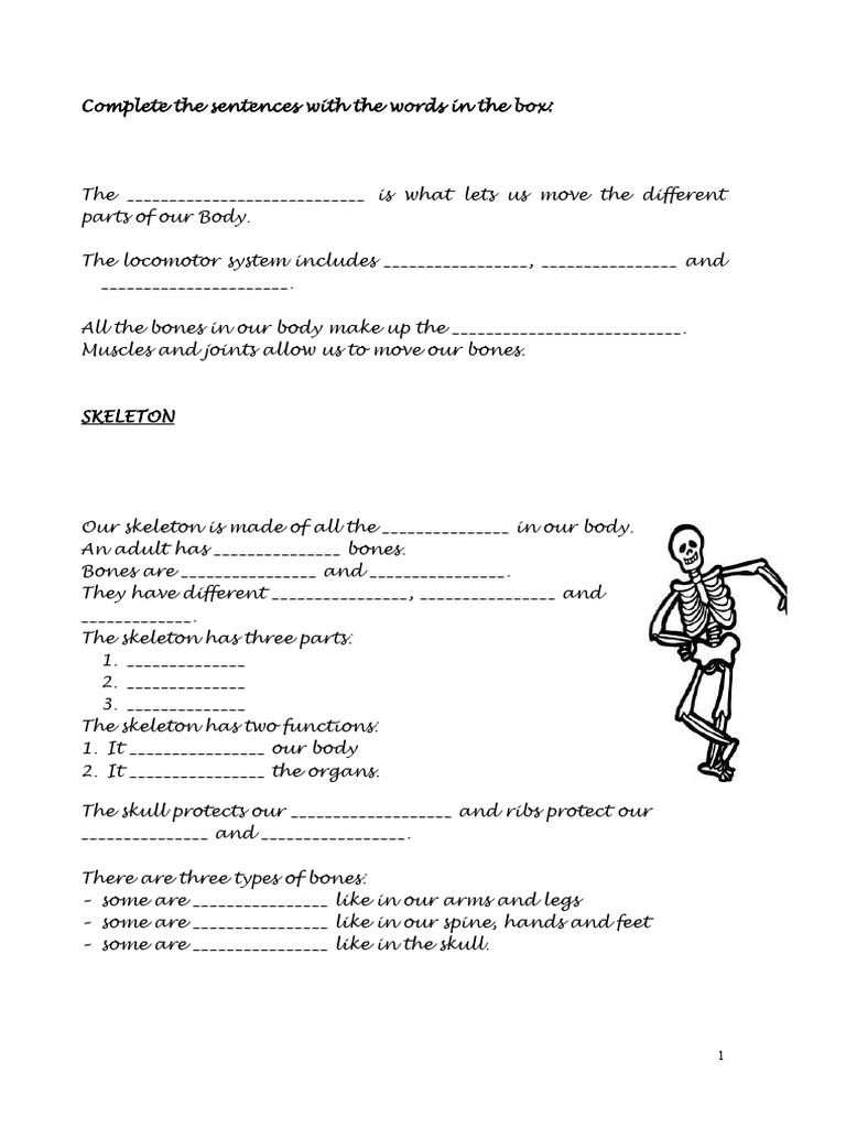 Bones, Muscles and Joints in Blank Worksheets-3ºPrim | PDF | Skeleton ...