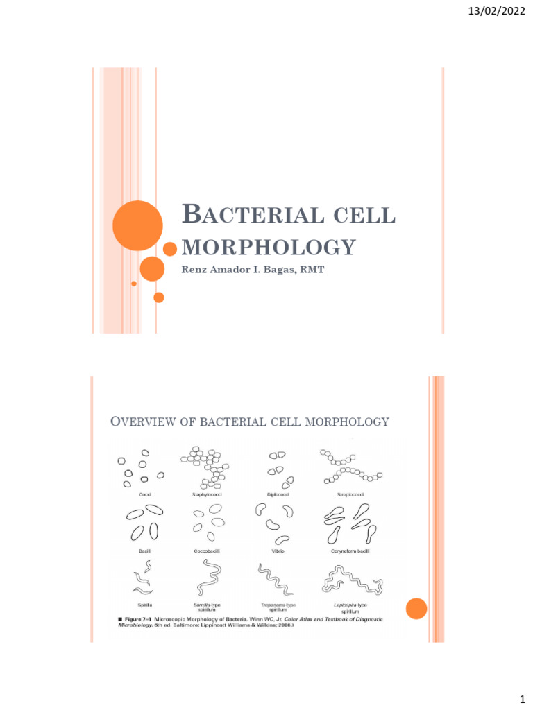 Bacterial Cell Morphology | PDF | Gram Positive Bacteria | Gram ...