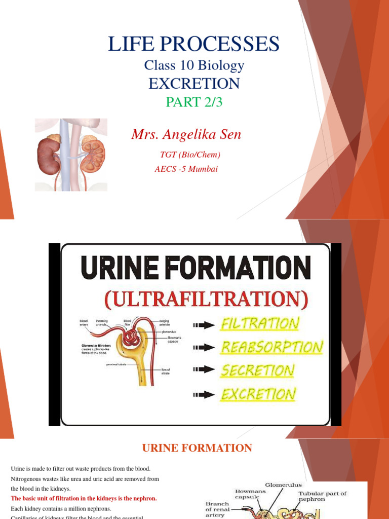 Class 10 Bio: Urine Formation | PDF | Kidney | Urine
