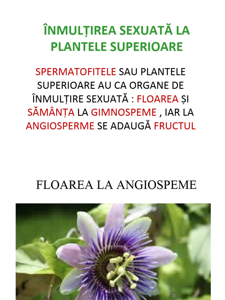 0 Floarea Alcatuire | PDF