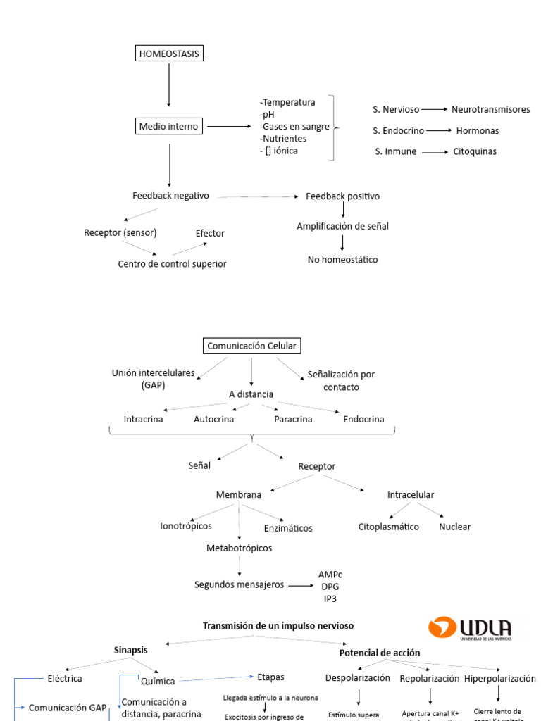 Mapa Conceptual Catedra 1 MYF302 | PDF | Sinapsis | Biología Celular