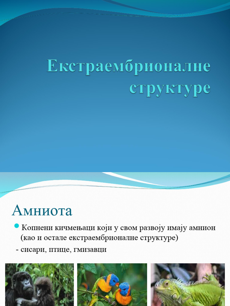 Ekstraembrionalne Strukture | PDF