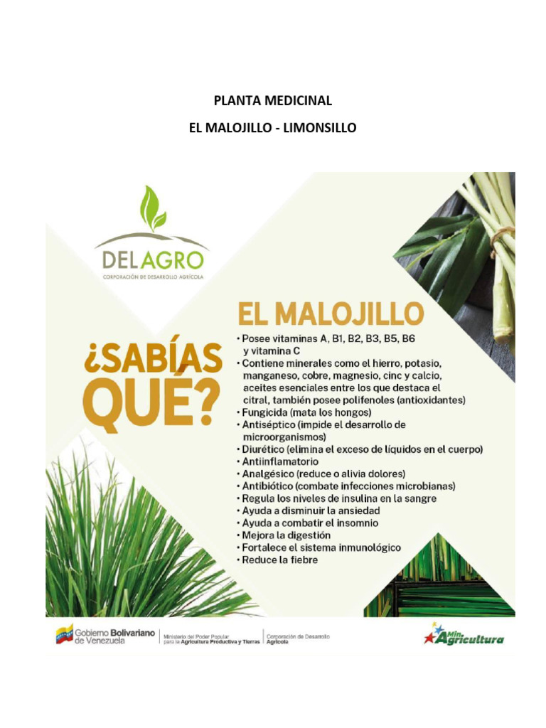 Planta Medicinal Malojillo_Limosillo | PDF