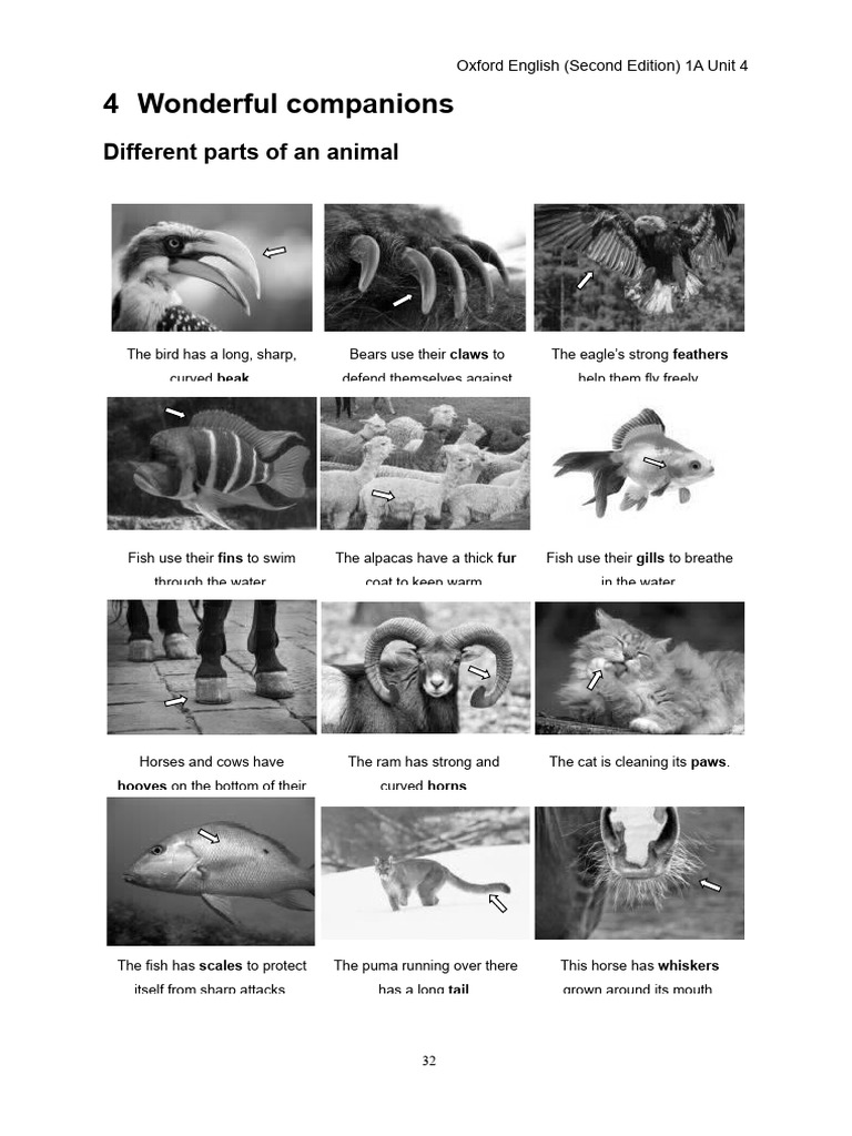 Oe1au4 p108 Vocab Writing Book | PDF | Dogs | Pet