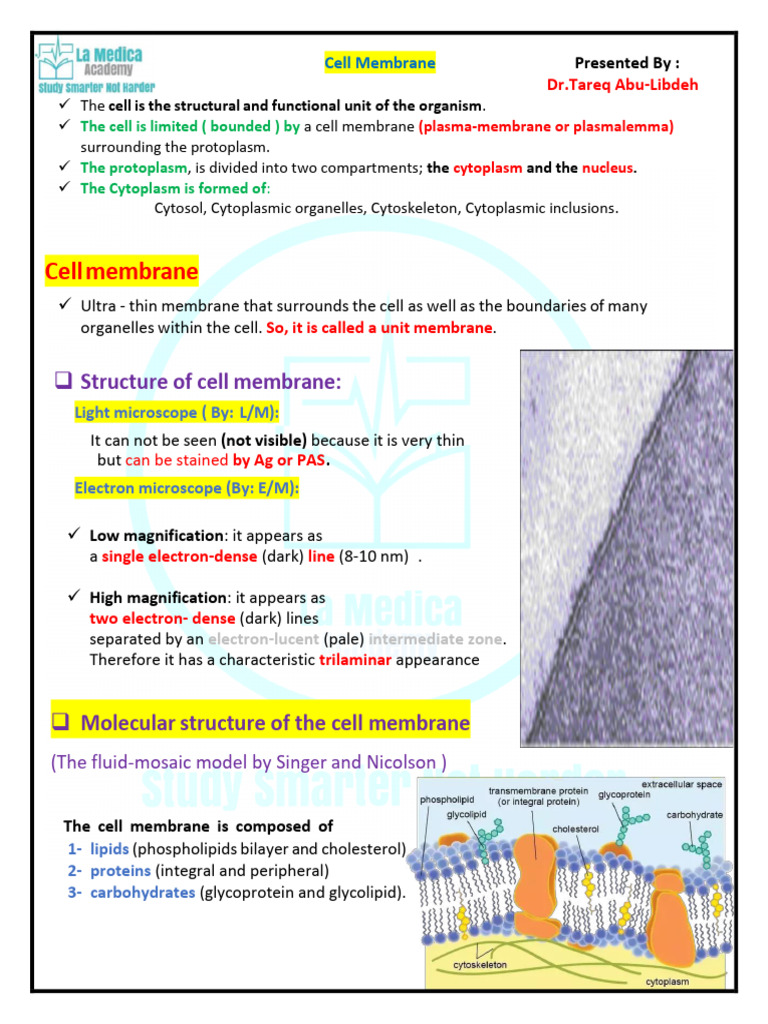 L3 - Cell Membrane | PDF | Cell Membrane | Lipid Bilayer