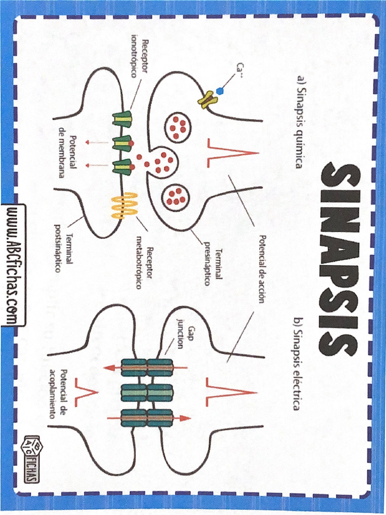Sinapsis | PDF