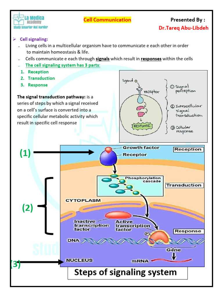 L5 - Cell Communication | Download Free PDF | Cell Signaling | Receptor ...