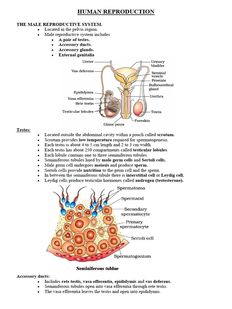 Male Reproductive System | PDF