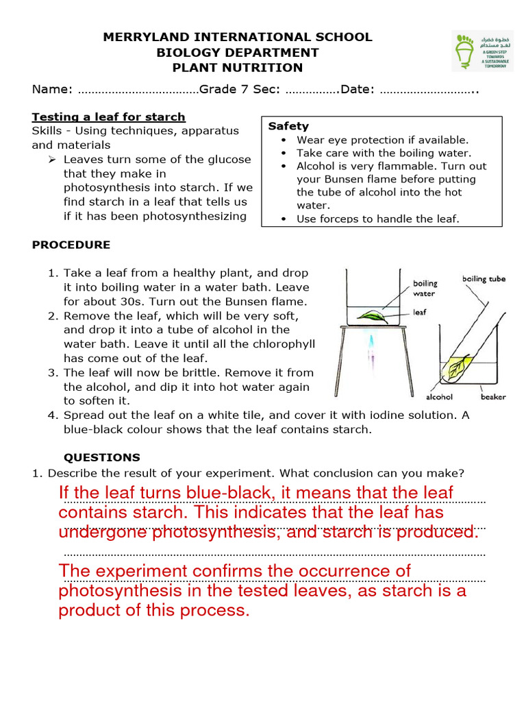 Investigation Worksheet Answer Key | PDF | Photosynthesis | Leaf