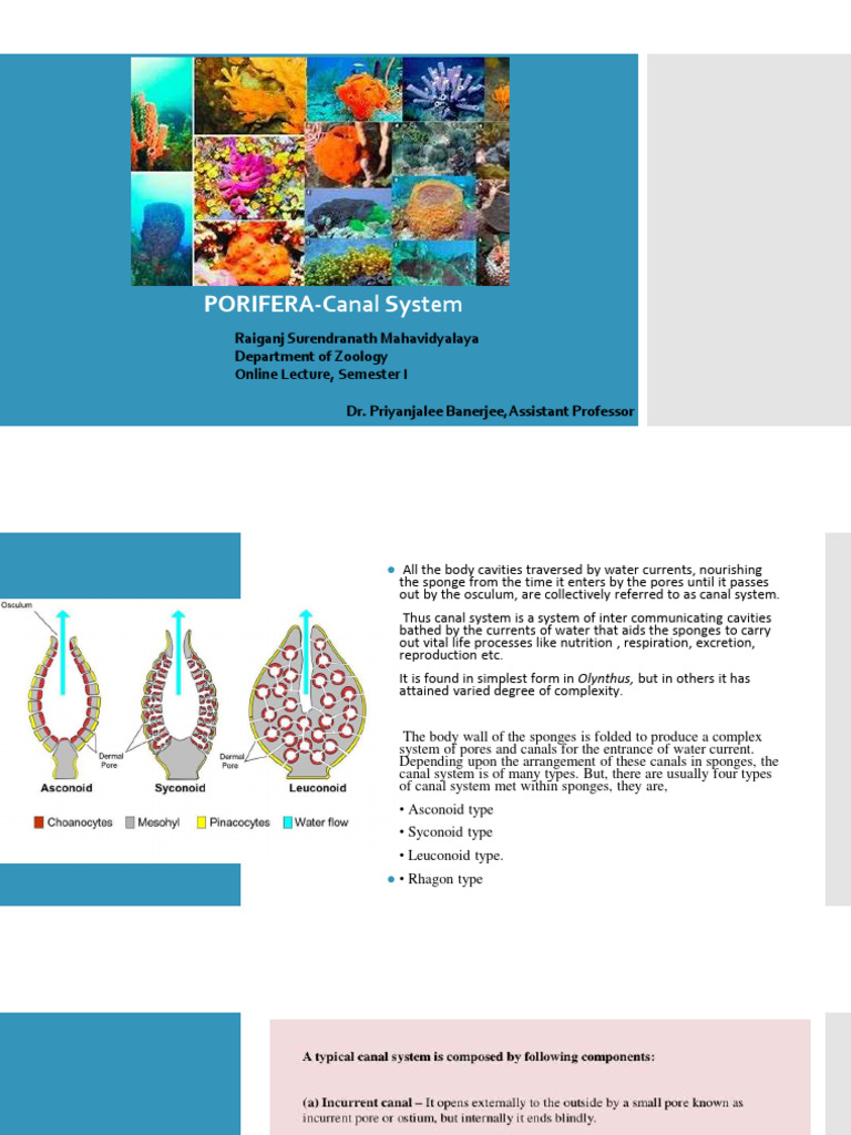 Porifera-Canal System | PDF | Sponge | Biology