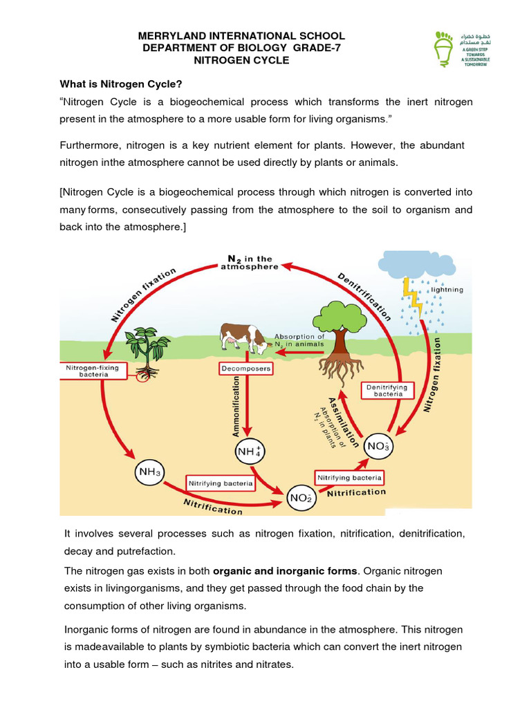 nitrogen_cycle_file_note | PDF | Nitrogen | Environmental Science