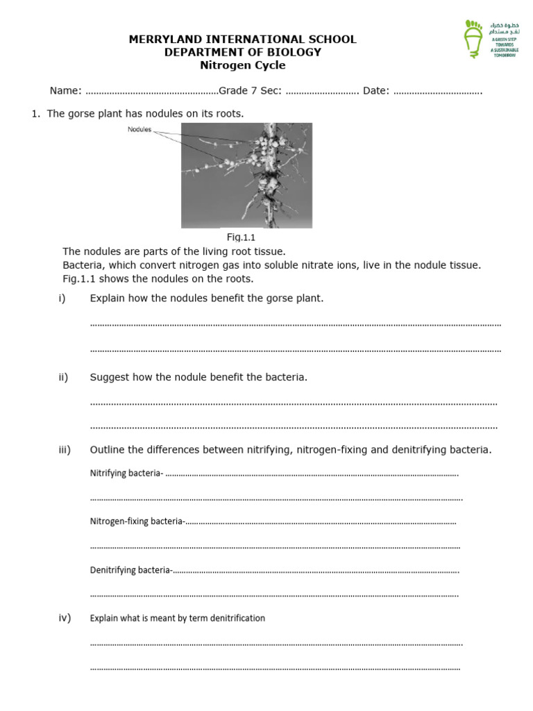 Nitrogen Cycle Worksheet for Grade 7 | PDF | Systems Ecology | Nitrogen