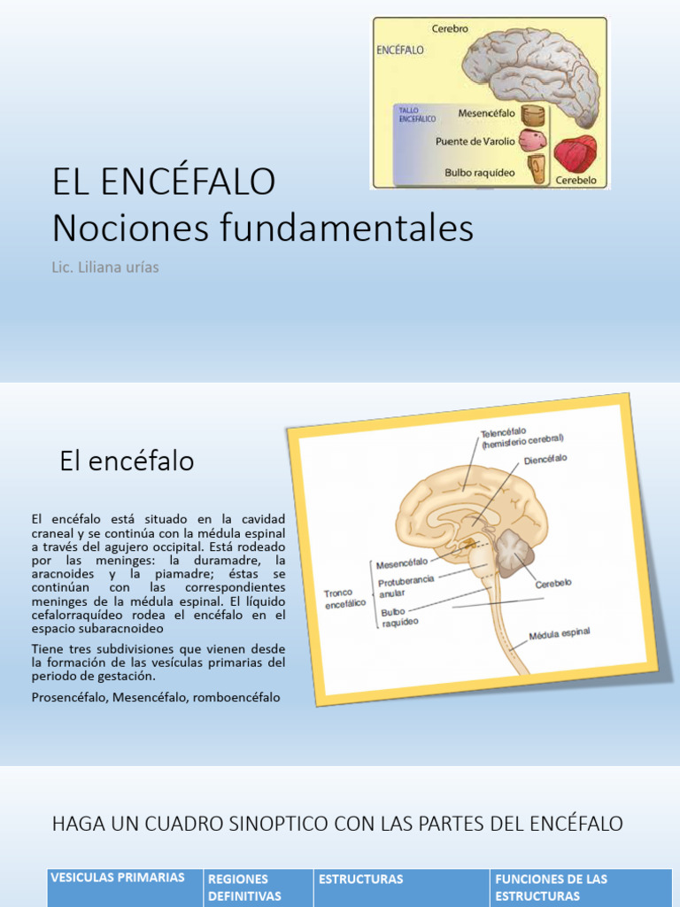 El Encéfalo | PDF | Cerebro | Ganglios basales