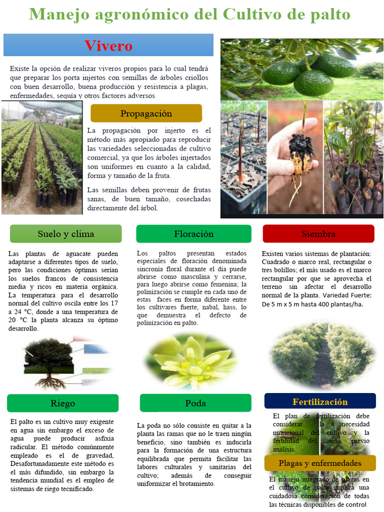 Infografia3.docx Del Cultivo de Palto | PDF | Aguacate | Agricultura