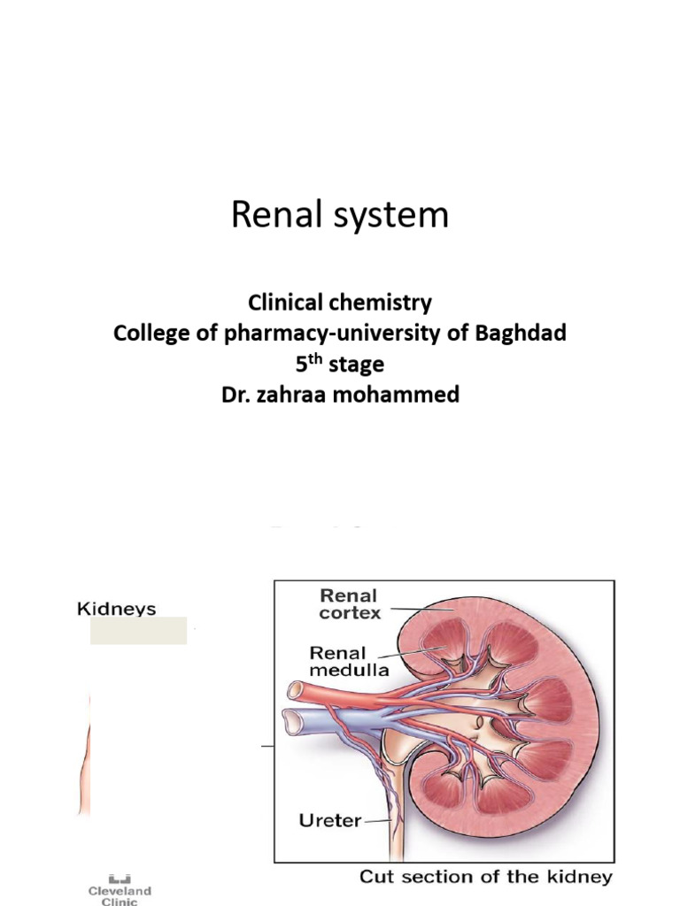 Kidney | PDF | Kidney | Urinary System