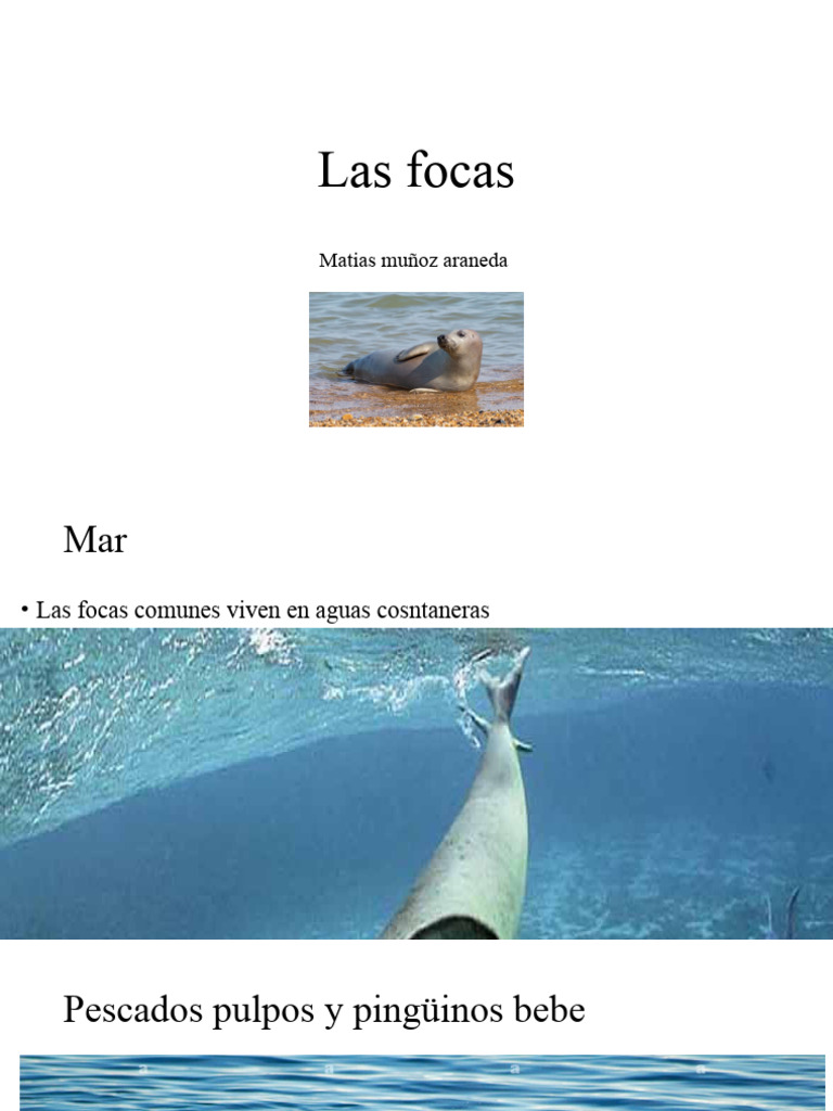 Características de las focas comunes | PDF
