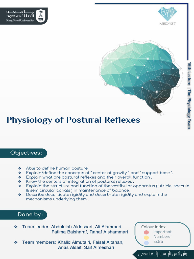 17physiology of Postural Reflexes (Edited) | PDF | Human Anatomy ...