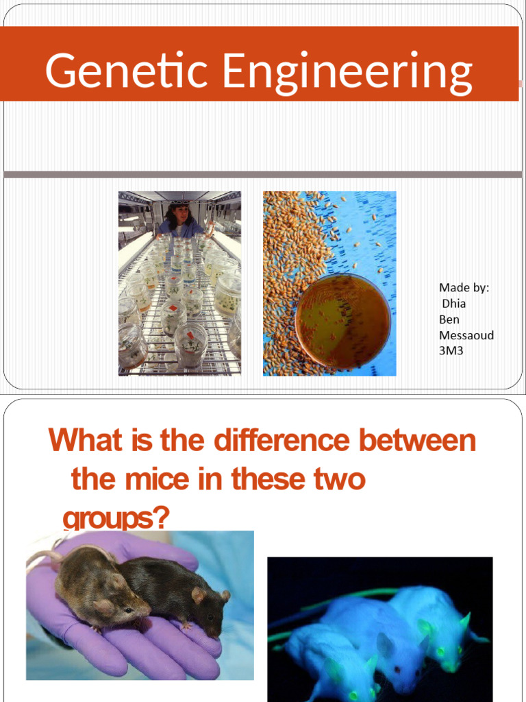 Dhia Ben Messaoud 3M3 | PDF | Genetic Engineering | Genetically ...