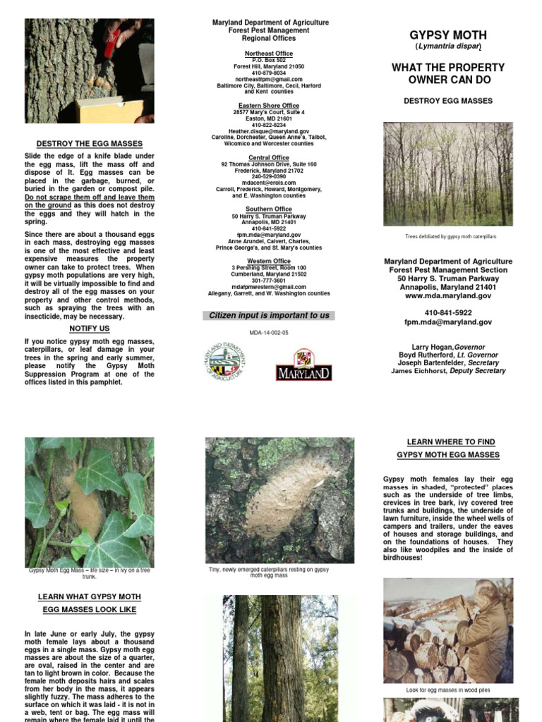 Gypsy Moth Egg Masses | PDF | Maryland
