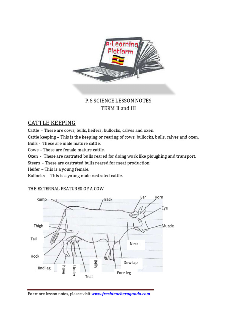 P.6 Cattle Keeping Science Notes | PDF | Reproductive System | Rock ...