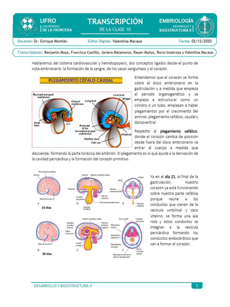 10 Décima Clase Embrio | PDF | Corazón | Vena