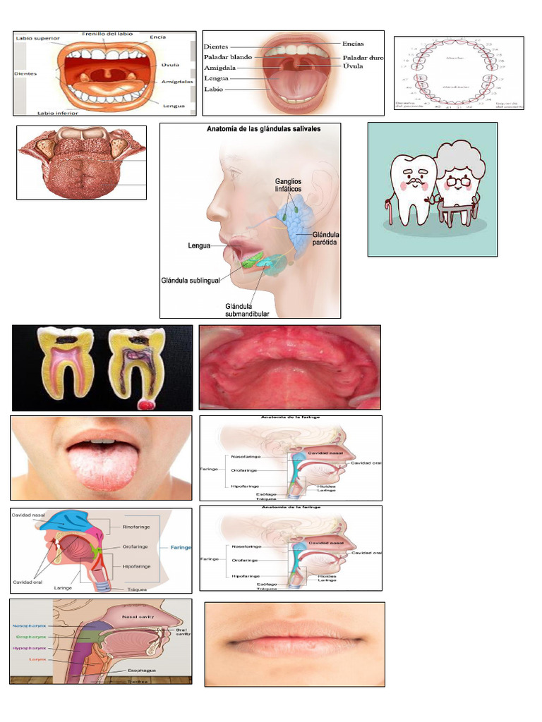 2 Clase de Morfo | PDF