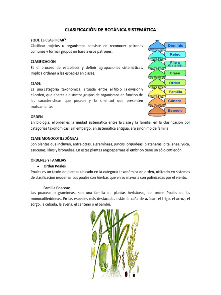 Clasificacion Botanica Sistematica | PDF | Arecaceae | Plantas