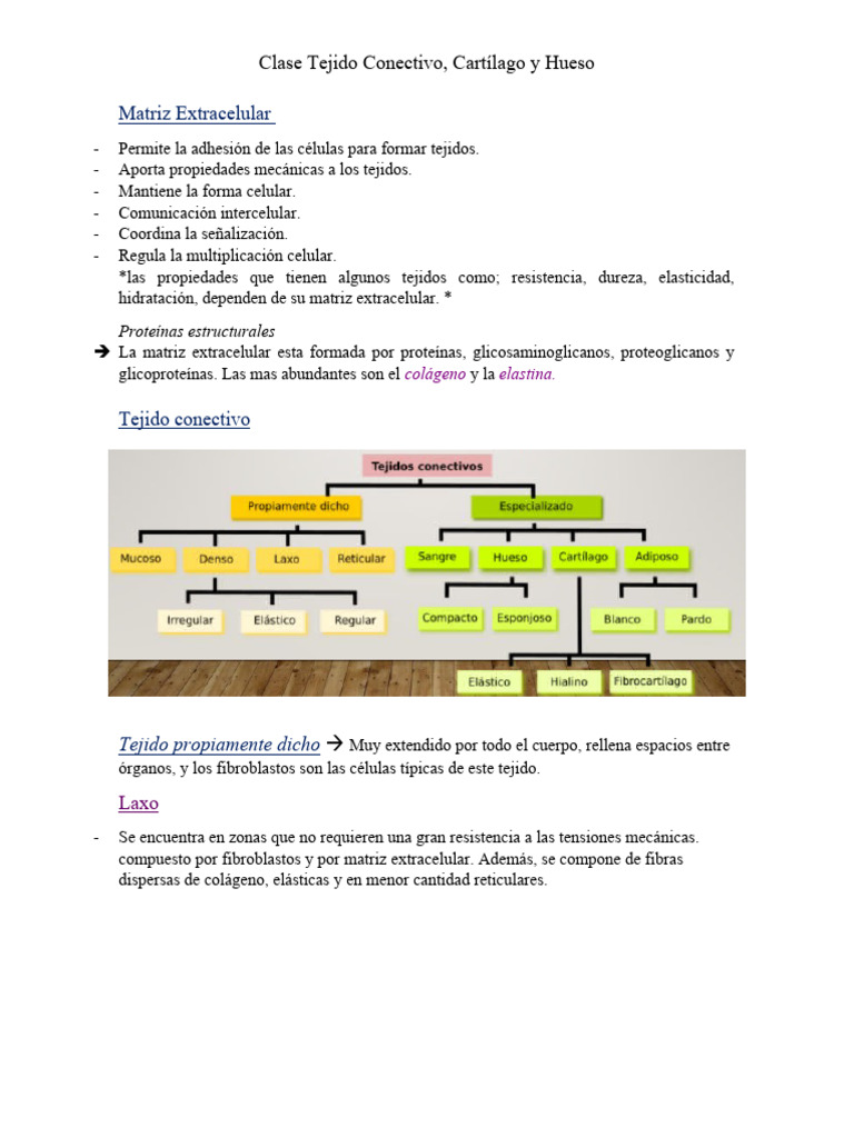 Tejido Conectivo Pdf Cartílago Hueso