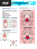 Clasificación Angle | PDF | Ortodoncia | Diente
