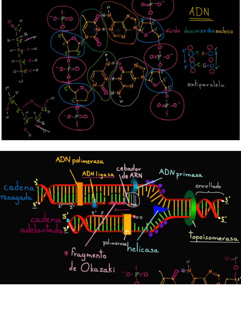Fotos Replicacion | PDF