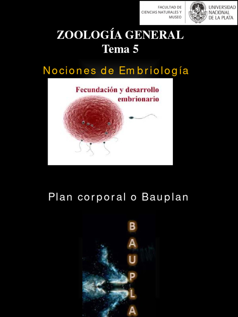 Tema 5 Desarrollo Embrionario | PDF | Embrión | Morfología (biología)