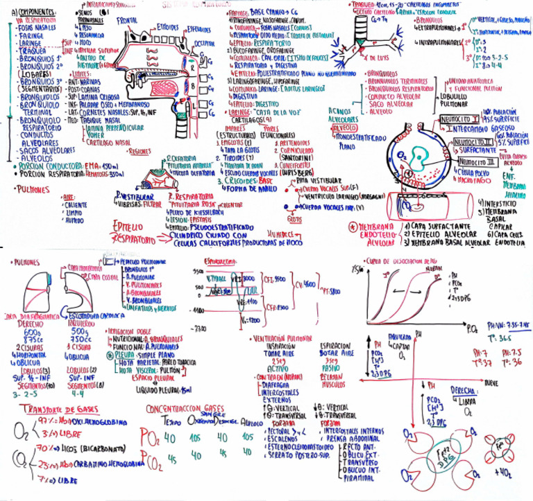 Anatomía Sem 8 | PDF