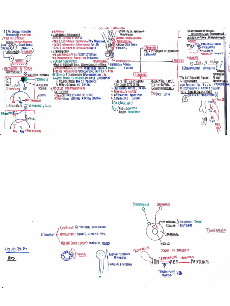 Anatomía Sem 6 | PDF