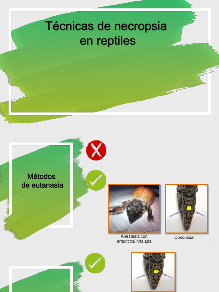 Técnicas de necropsia en reptiles | PDF | Reptil