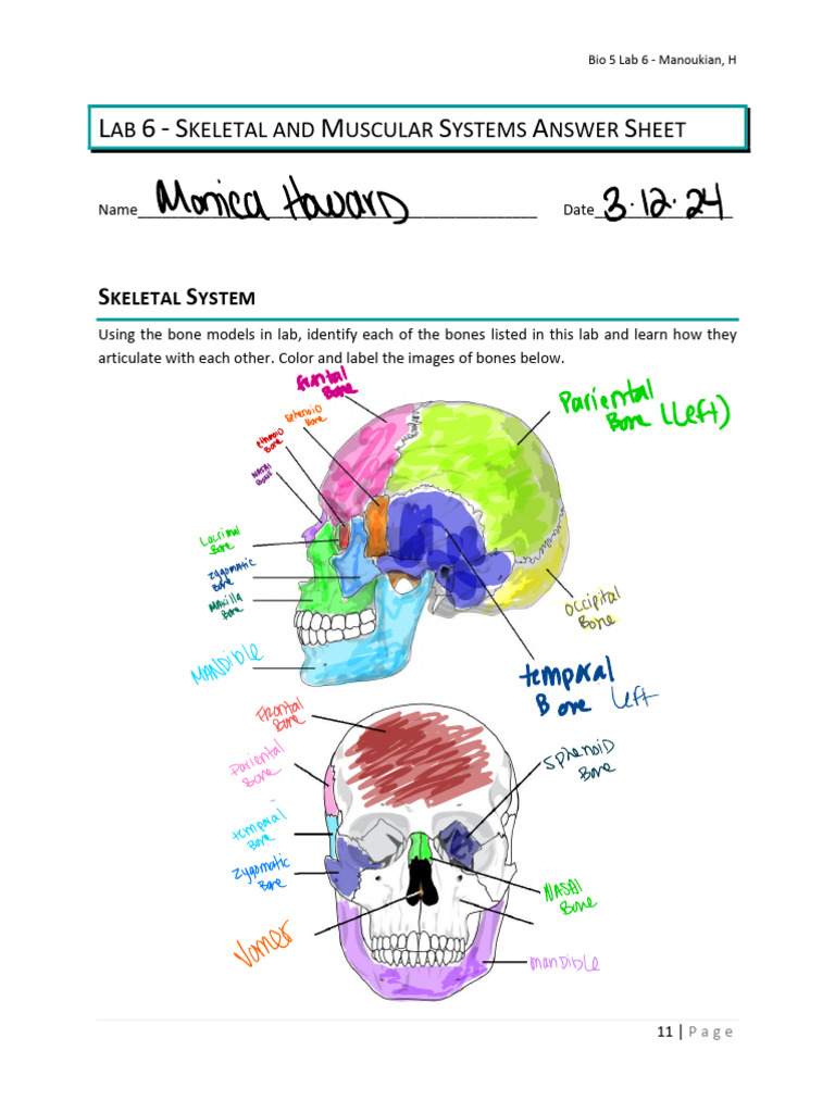 Finishedbio 5 Lab 6 - Skeletal and Muscular Systems | PDF | Anatomy | Limbs (Anatomy)
