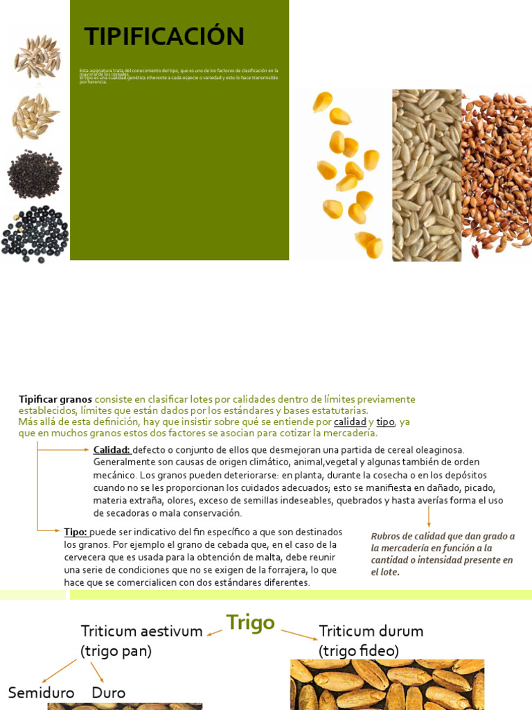 TIPIFICACION | PDF | Phaseolus Vulgaris | Trigo