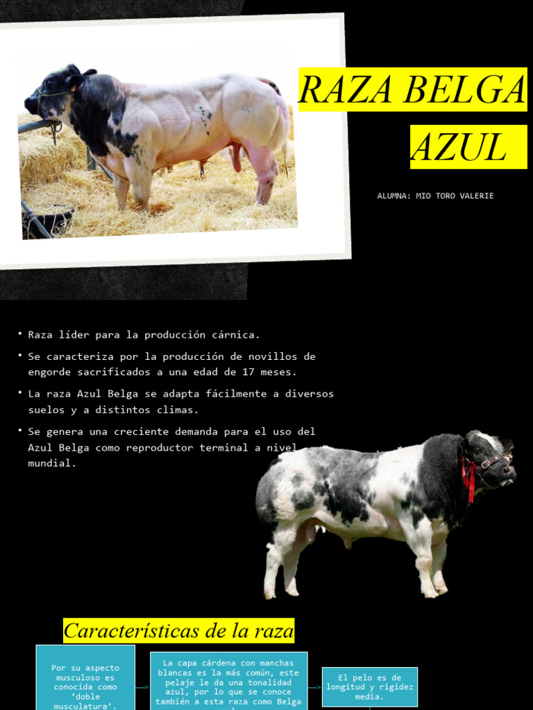 Raza Azul Belga: Características y Producción | PDF