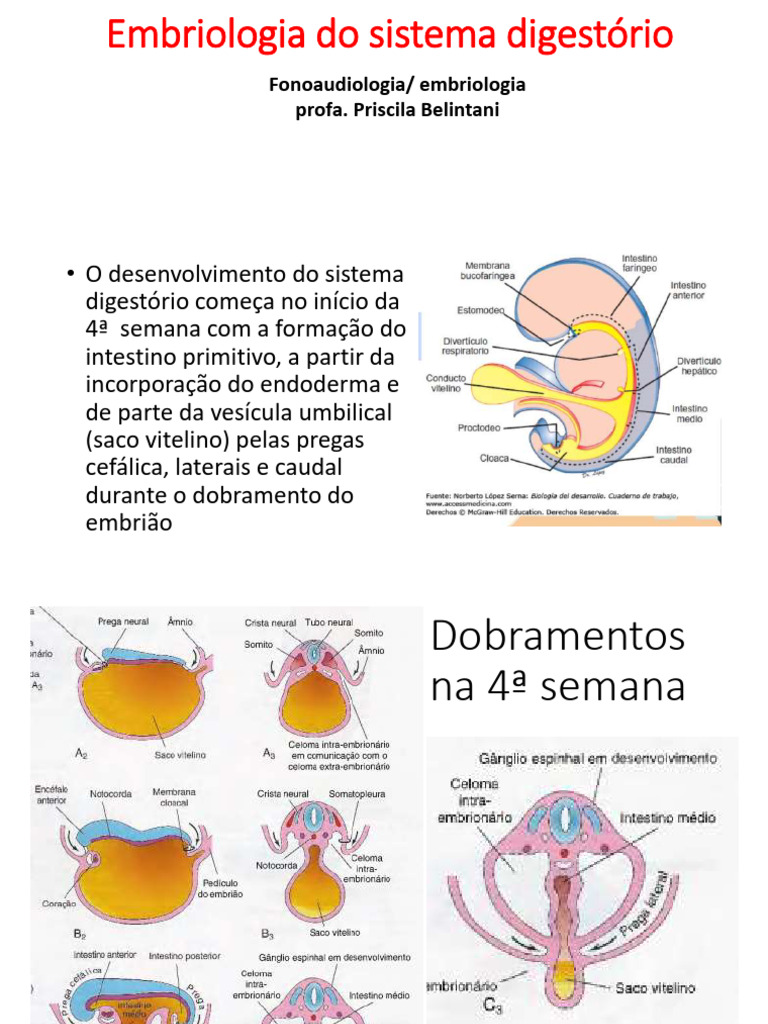 Embriologia do Sistema Digestório | PDF | Trato gastrointestinal | Fígado