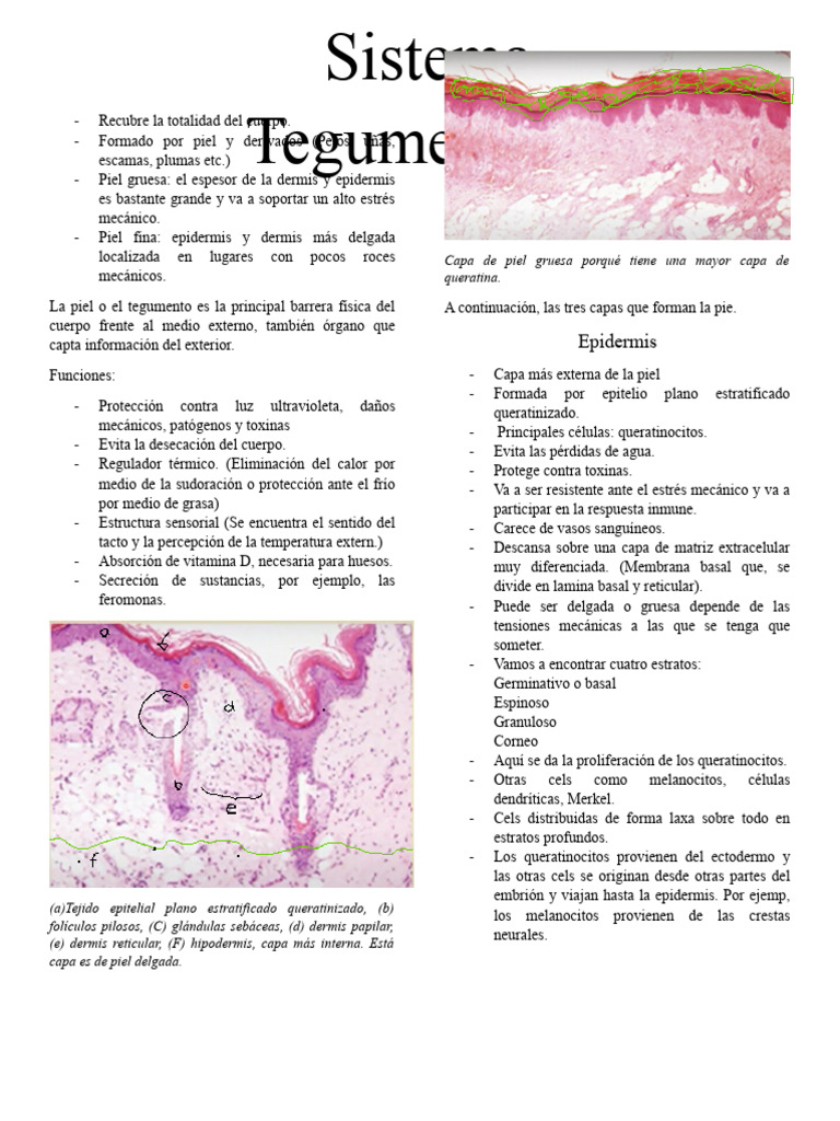 RESUMEN SISTEMA TEGUMENTARIO HISTOLOGÍA | PDF | Piel | Sistema tegumentario