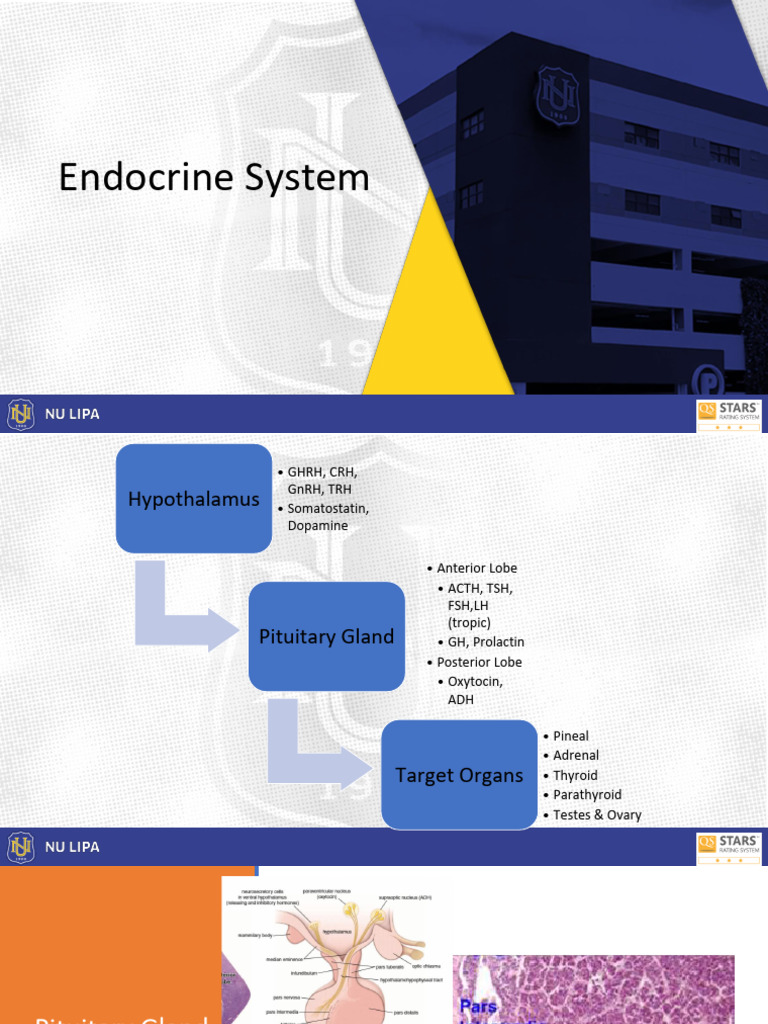 Exocrine Glands | PDF