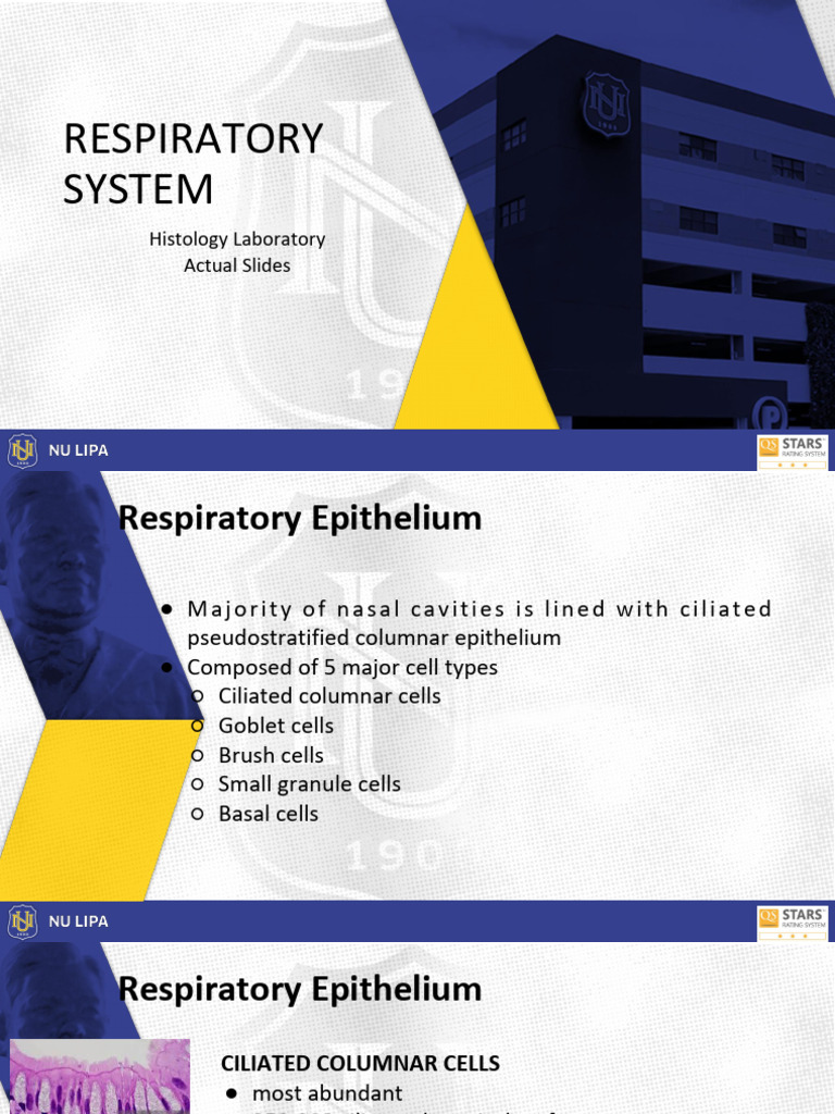 RESPIRATORY-LAB.-edited.pptx-ST | PDF | Epithelium | Anatomy