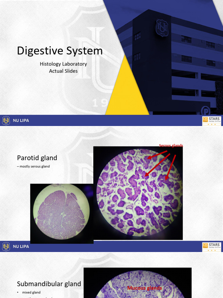 DIGESTIVE-LAB-EDITED.pptx-ST | Download Free PDF | Stomach | Epithelium