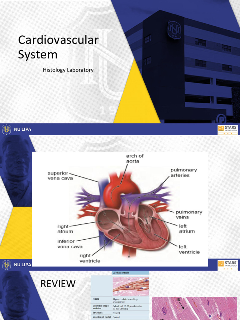 CARDIOVASCULAR LAB EDITED - PPTX ST | PDF | Artery | Cardiac Muscle